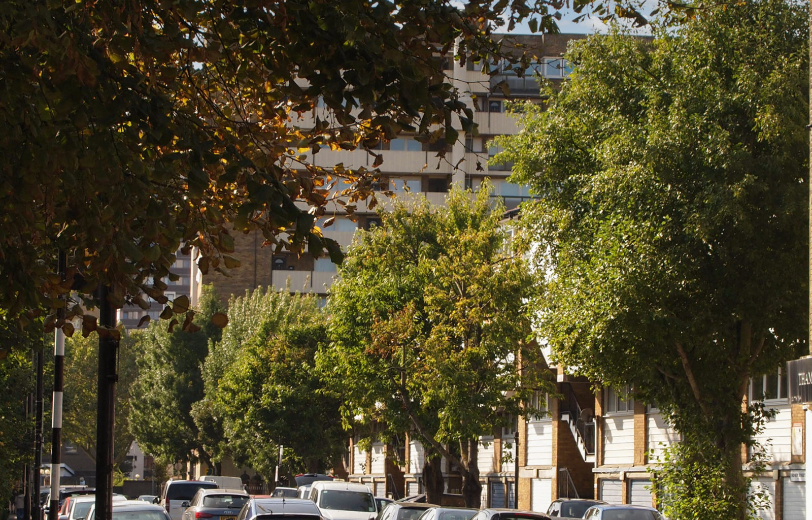 Trees for Streets branches out in Harrow - Trees for Streets