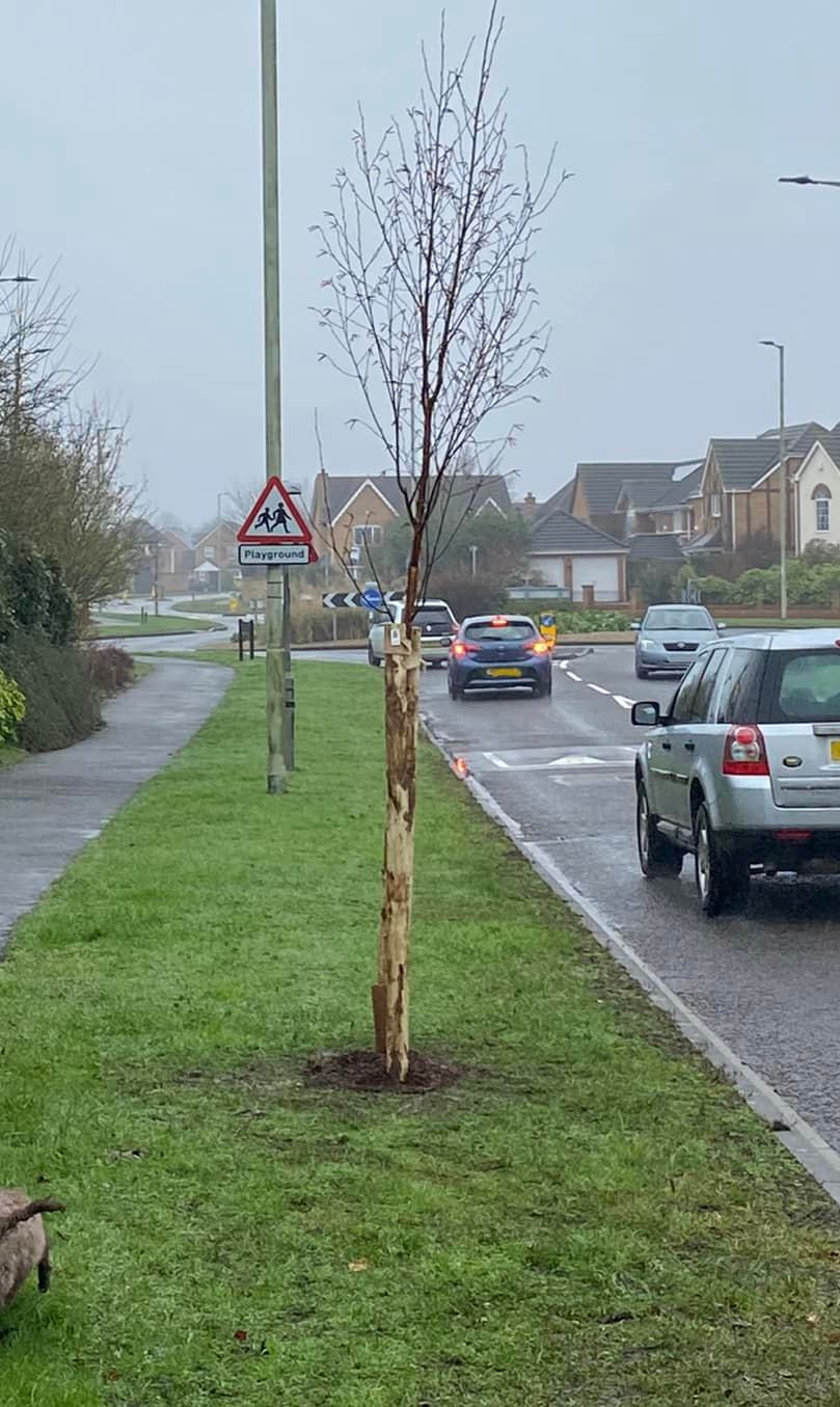 How trees help fight air pollution - Trees for Streets