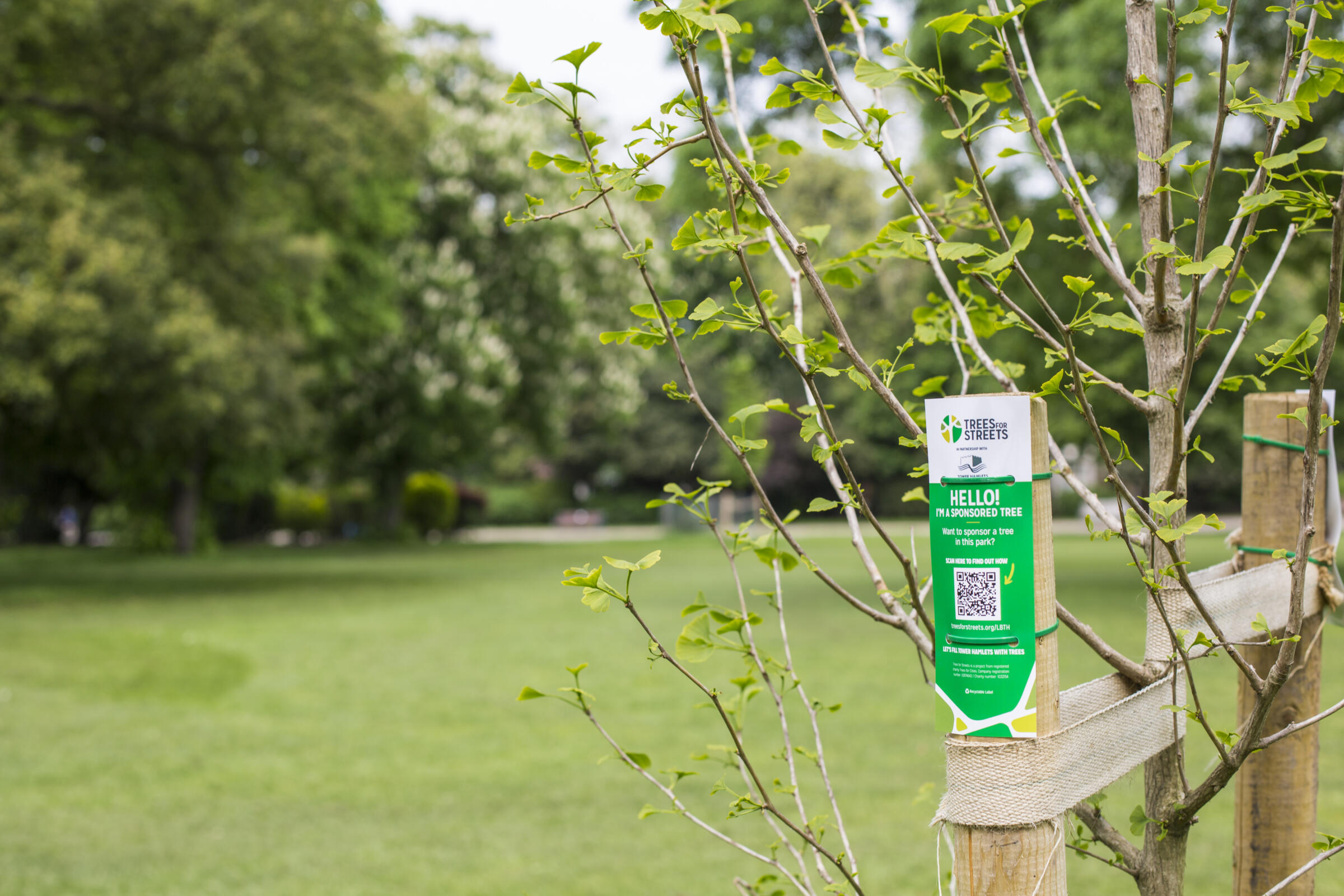 Celebration Trees: a gift with a difference - Trees for Streets