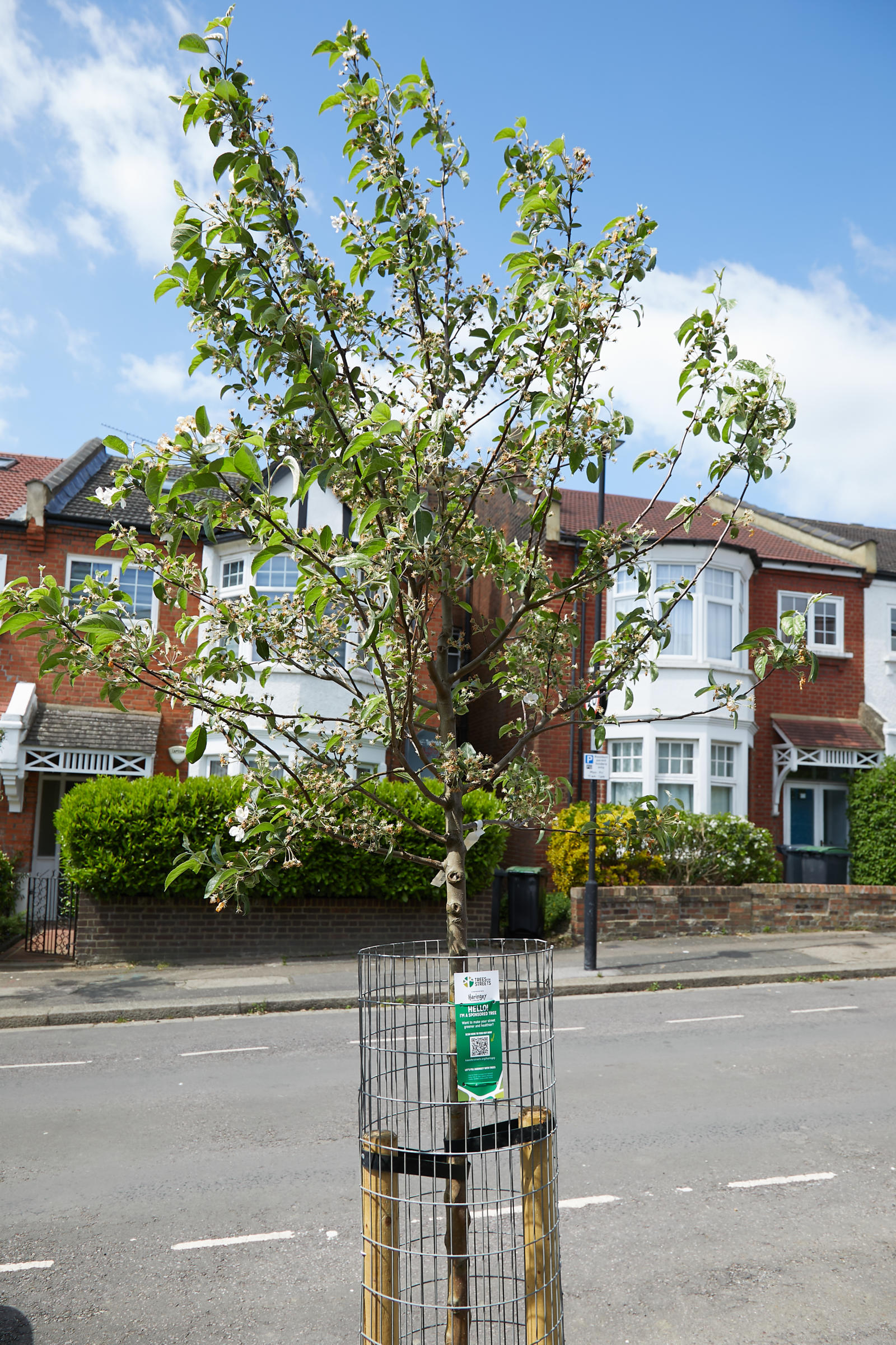 Greening a treeless street - Trees for Streets