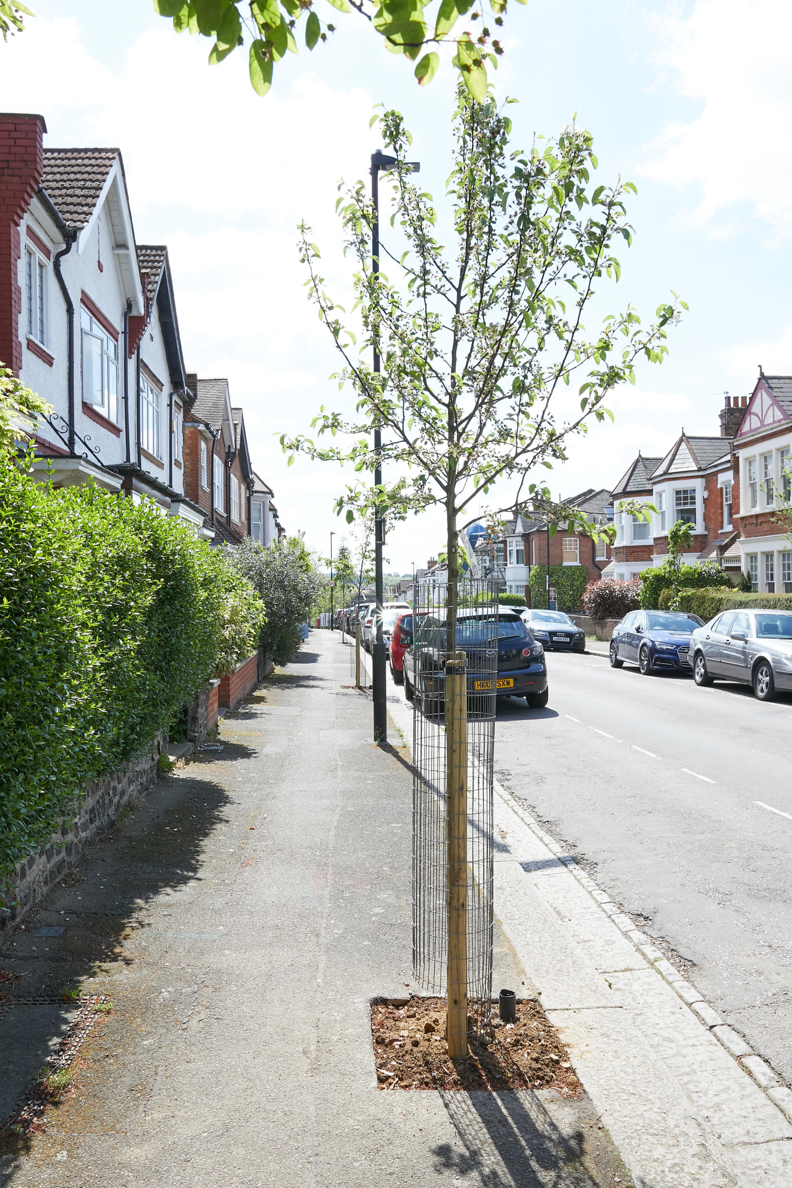 Greening a treeless street - Trees for Streets
