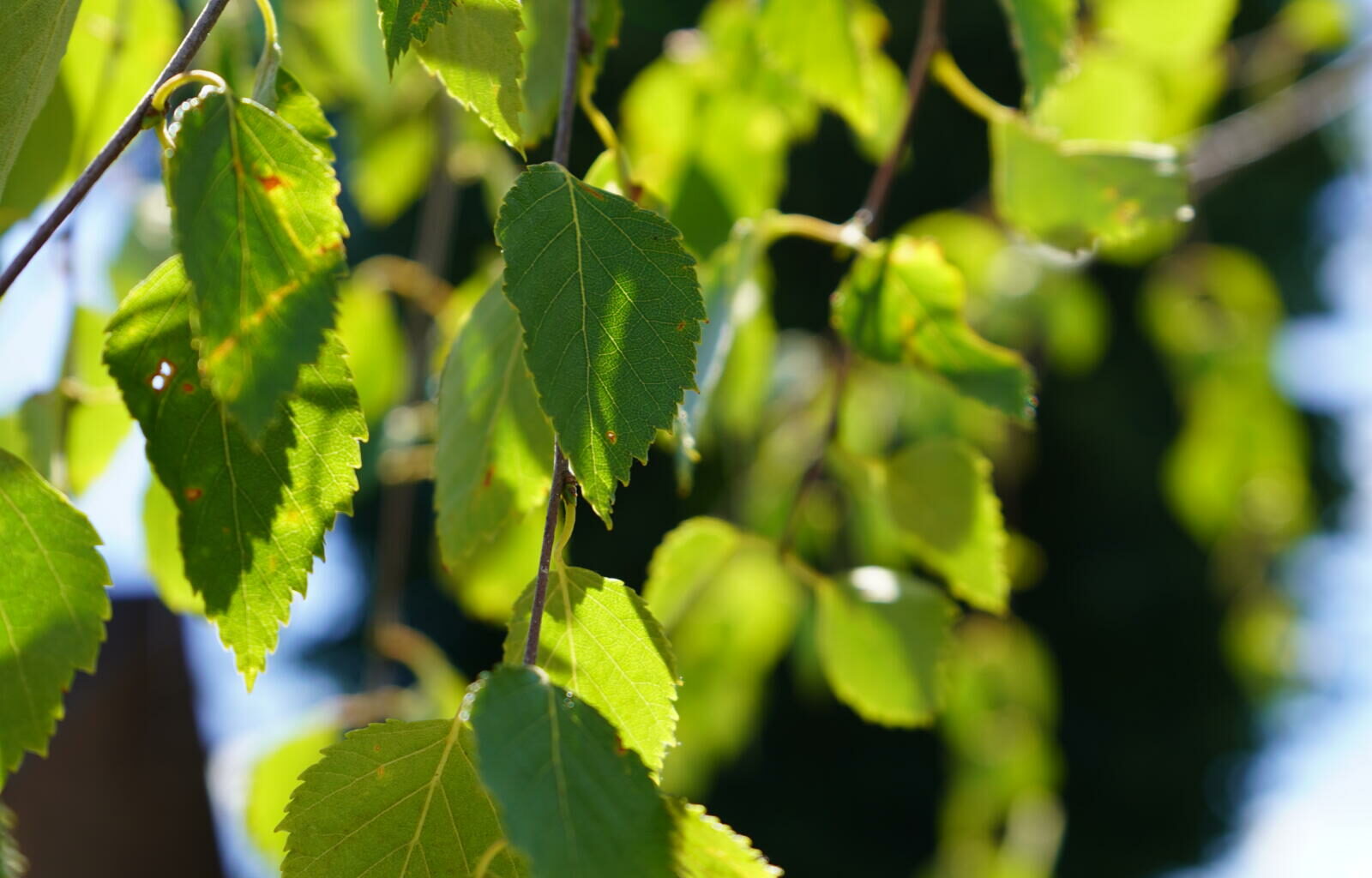 Sponsor Stories: Cassie - Trees for Streets