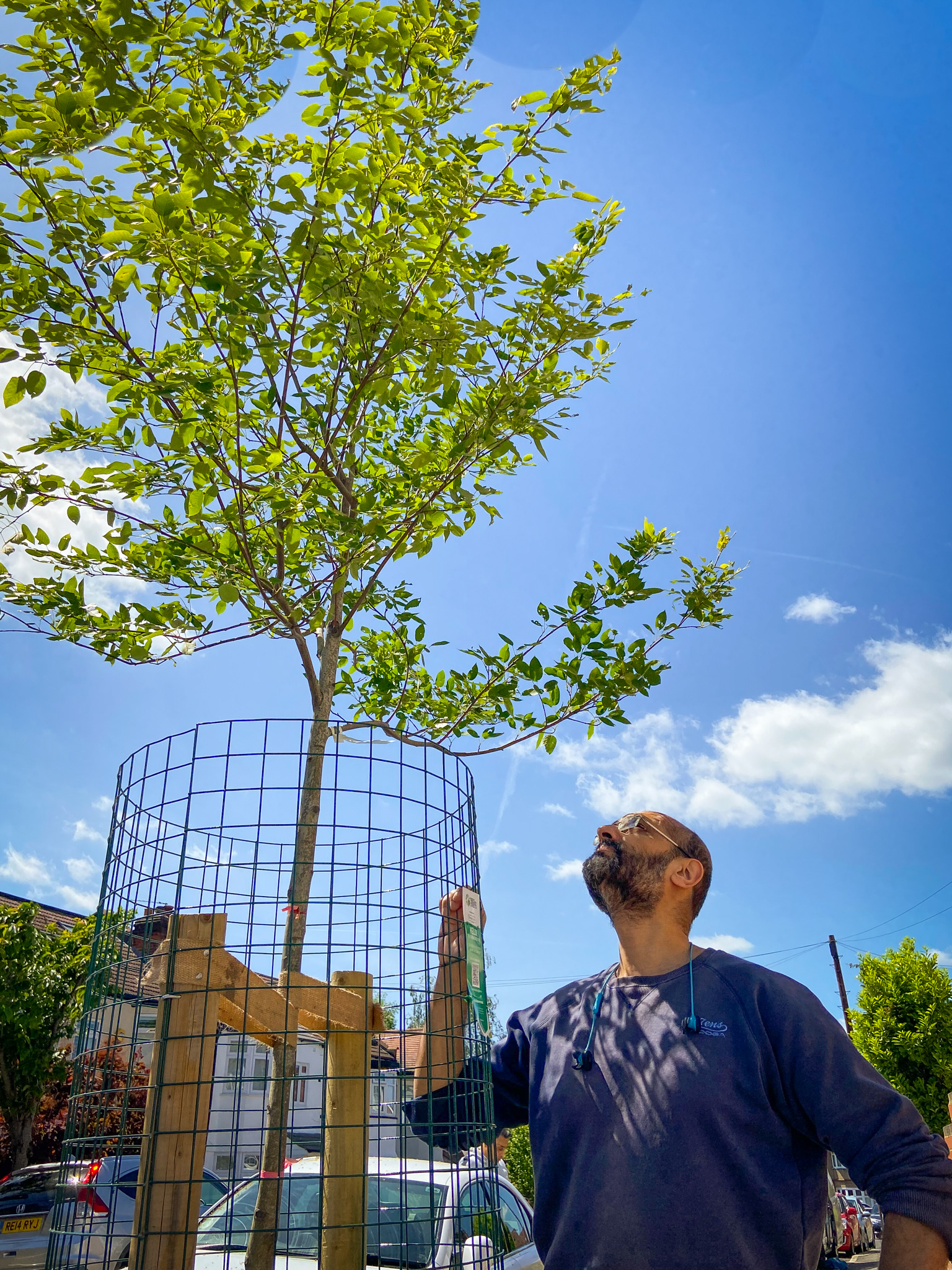 Trees for streets in Harrow - Trees for Streets
