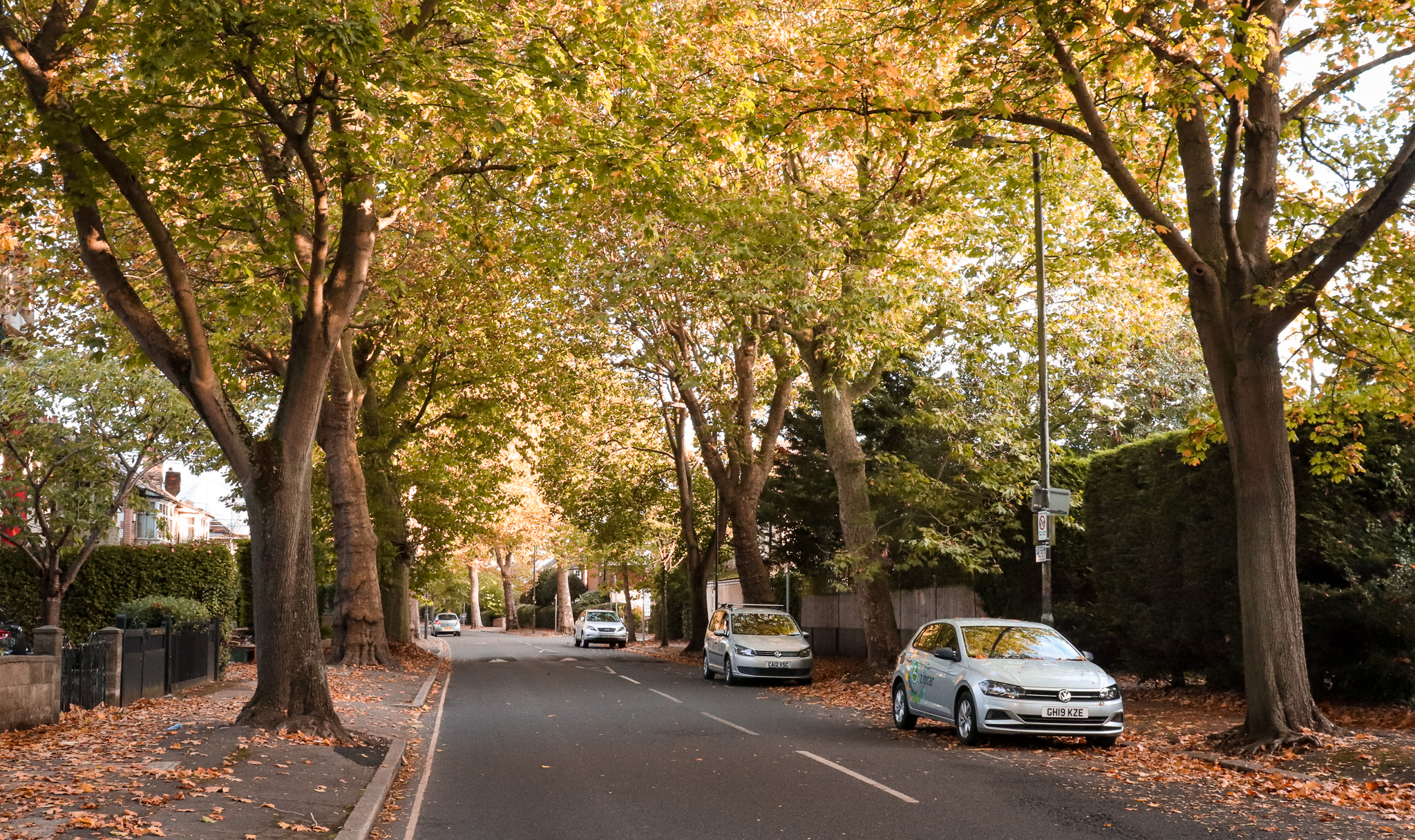 Let's Fill Merton's Streets With Trees - Trees for Streets