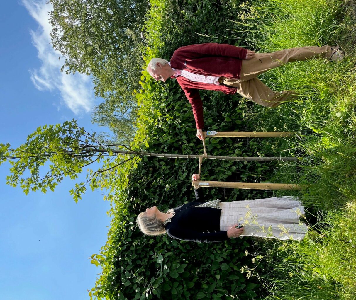 Free trees for Camborne - Trees for Streets